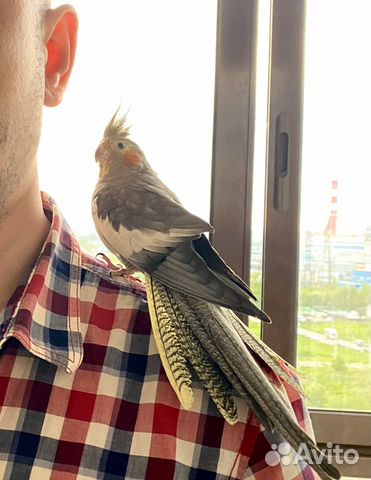 Попугай коррелла