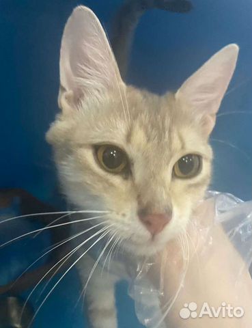 Котик Сфинкстик. Скоро некуда идти