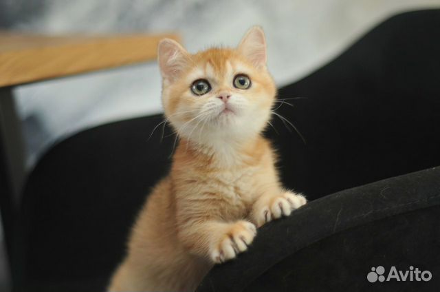 Британская шиншилла