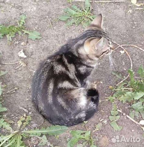 Котенок барсучонок в добрые руки