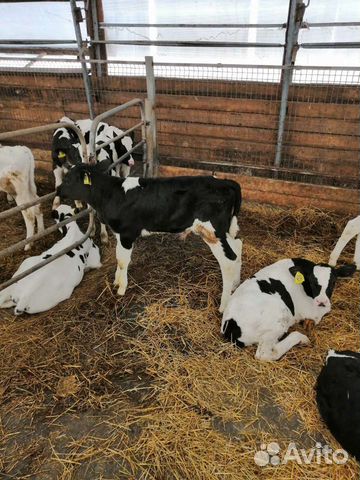 Бычки, телята