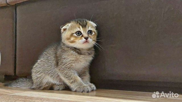 Шотландский вислоухий Котёнок