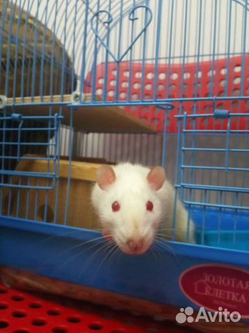 Декоративная крыса альбинос мальчик