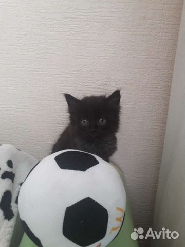 Котенок
