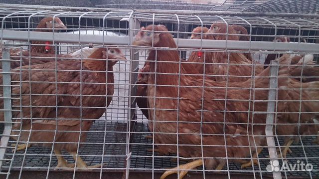 Несушка Браун ник