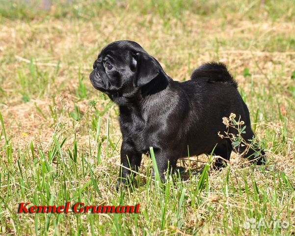 Элитные щенки породы мопс