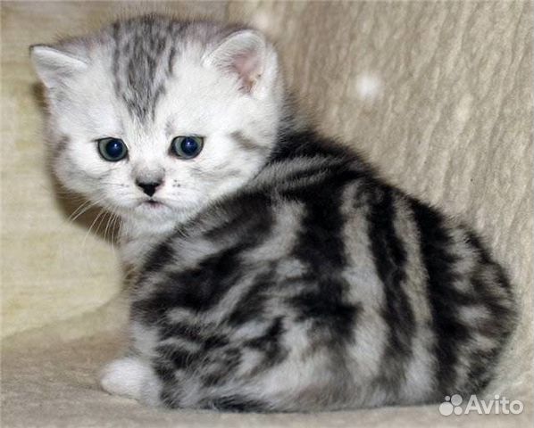 Британские котята