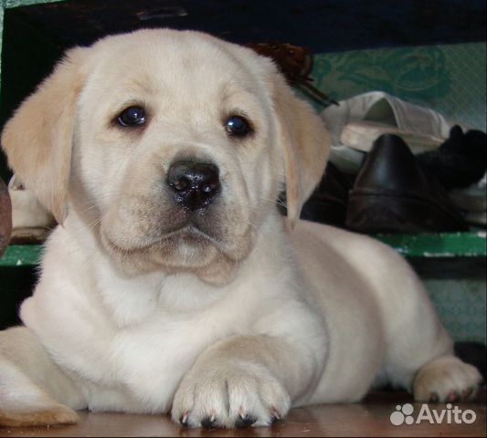 Продаётся щенок Labrador Retriever