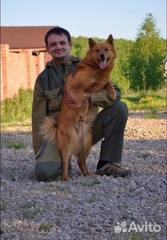 Карело-финские лайки, щенки