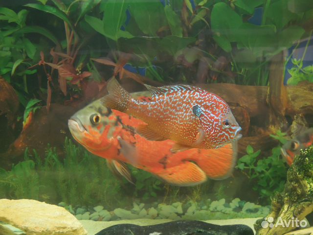 Окуни и Элиота