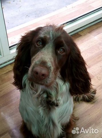 Охотник ищет девочку