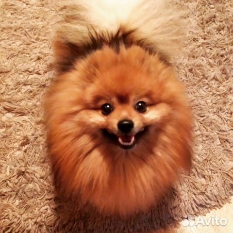 Самец шпица для вязки