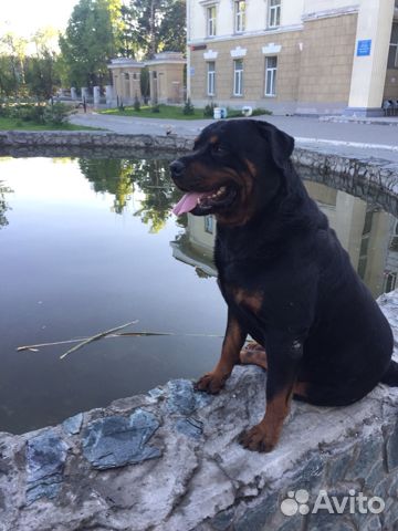 Ротвейлер на вязку