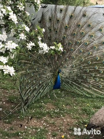 Продаются индийские павлины взрослые и молодняк