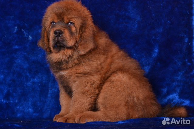 Тибетский мастиф Китай