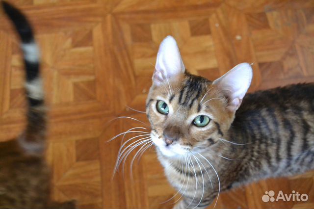 Котята тойгер