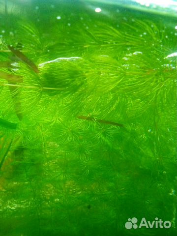 Аквариумное растение