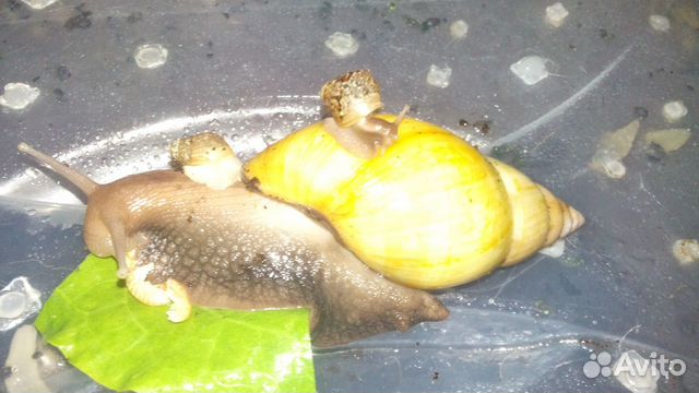 Улиточки ахатинки