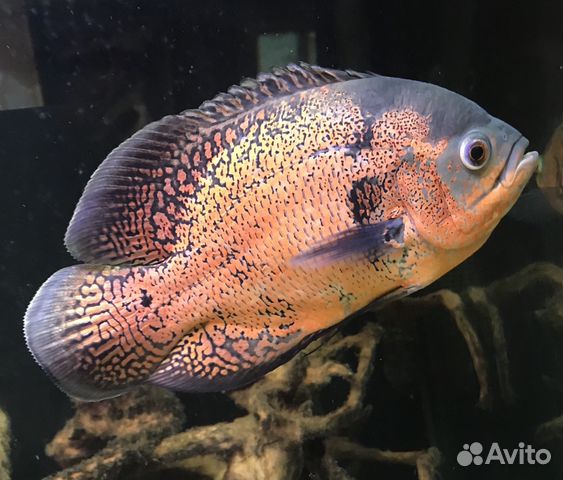 Астронотус