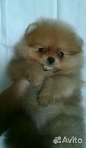 Красивая миниатюрная помераночка