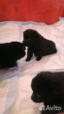 Маленькая овчарка- шипперке от РКФ