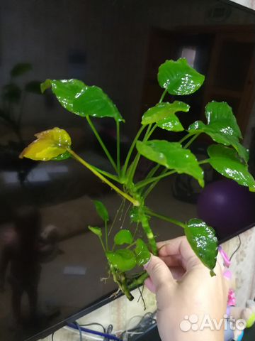Растения