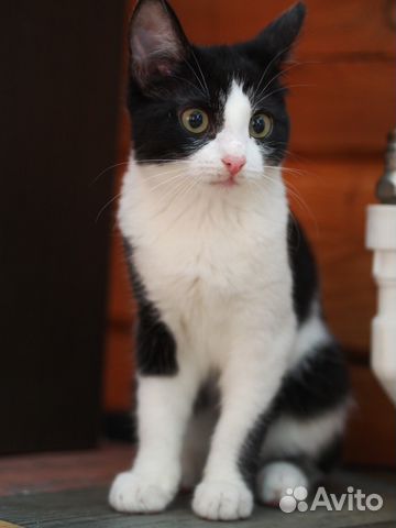 Котенок девочка Варенька, 6 месяцев