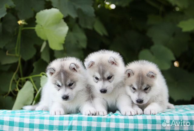 Детки чемпионов