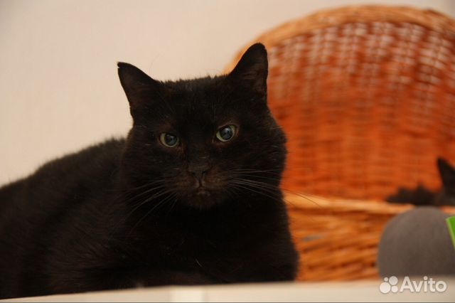 Шоколадный котик ищет дом