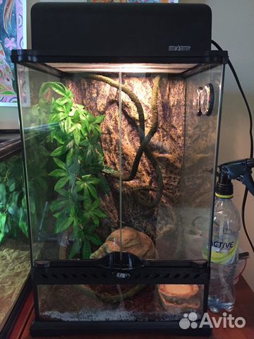 Террариум Exo Terra с Реснитчатым бананоедом