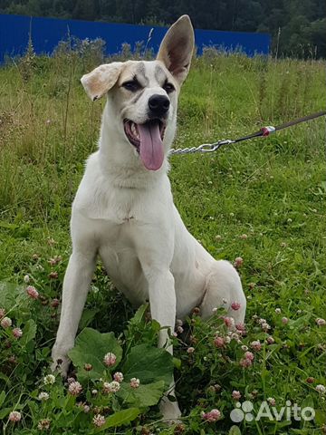 Ушастое чудо в дар