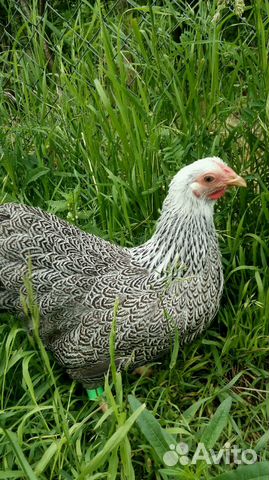 Карликовые виандоты семья, инк,яйцо и цыплята