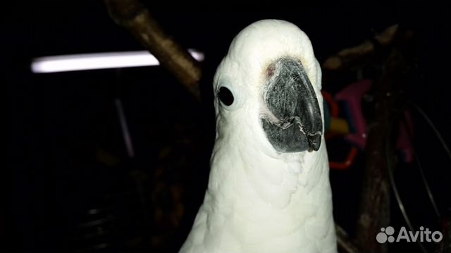 Домашний какаду