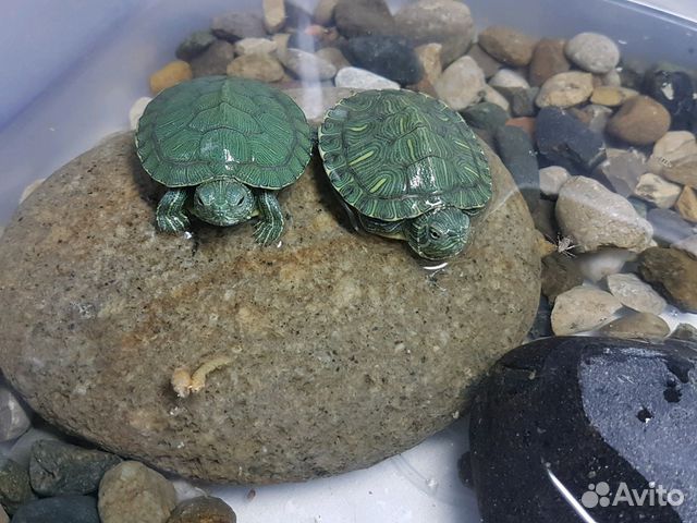 Черепашки домашние
