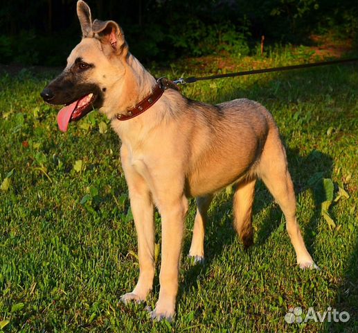 Собака Лама