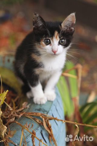 Ищет дом малышка приносящая удачу