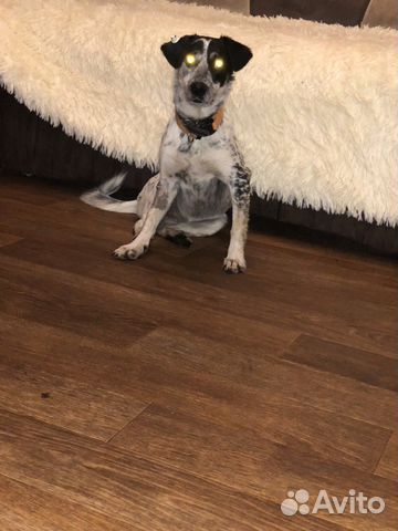 Пристраивается щенок-подросток Эля