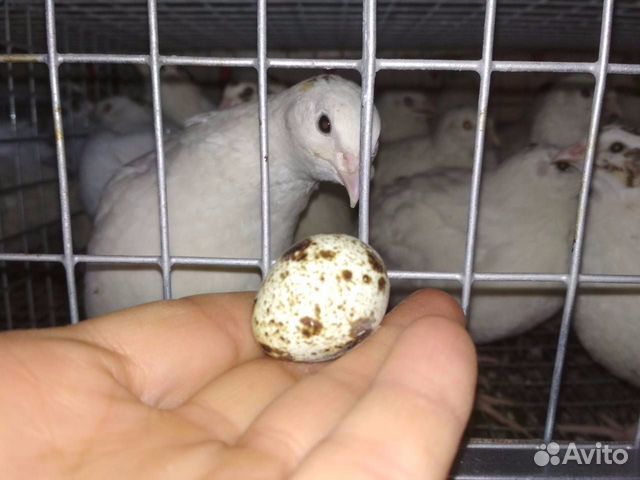 Техасский бройлерный перепел (Бельгия)