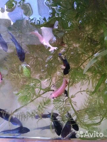 Петушки самочки