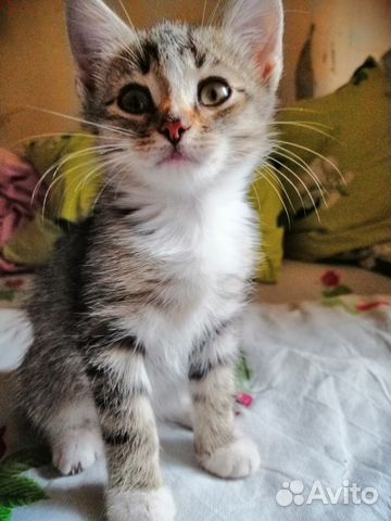 Котенок по кличке Дизель