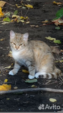 Кошечка персикового окраса и черного)