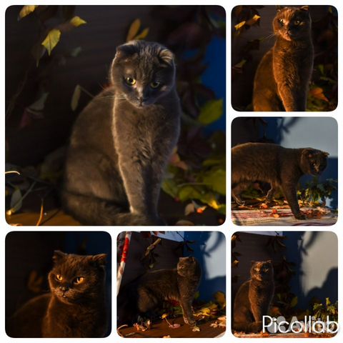 Породистые кошки, коты, котята в дар