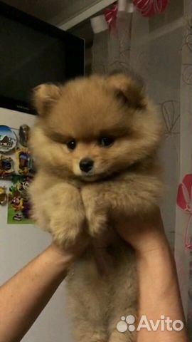 Тибетский мастиф