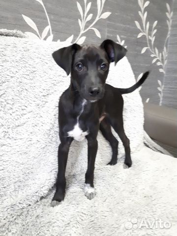 Малыш ищет дом (будет небольшим)