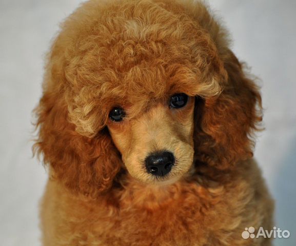 Щенок той-пуделя красный