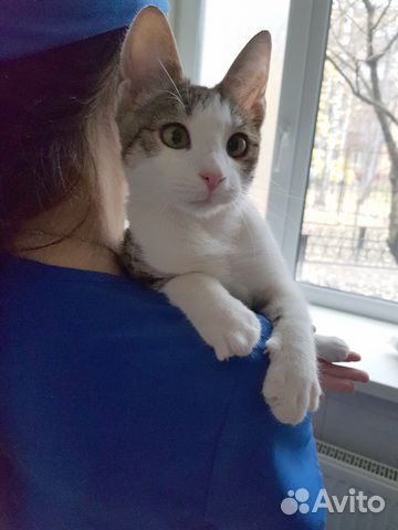 Котёнок Шурик в добрые руки