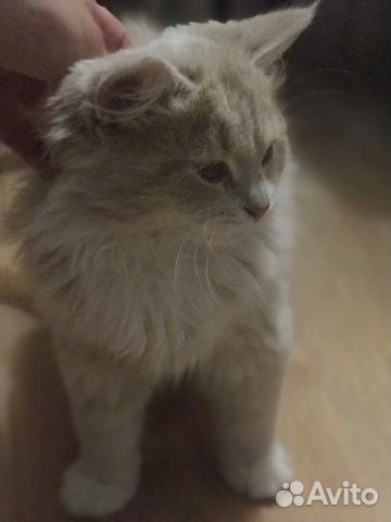 Рыжий пушистый кот (Чуи) в добрые руки