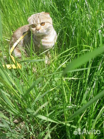 Ищем кота для вязки