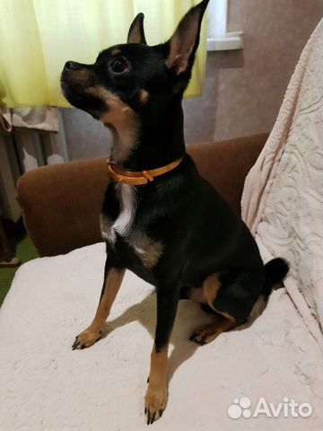 Русский той-терьер