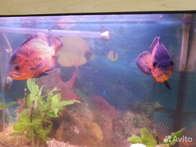 Астронотус